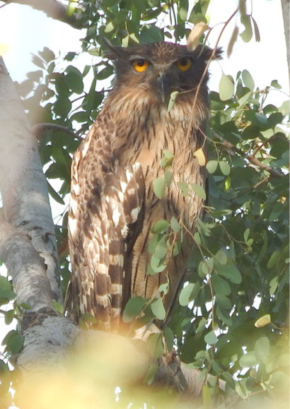 Brown Fish-Owl / பூமான் ஆந்தை / Booman Aandhai (Birds of Tiruvannamalai ...