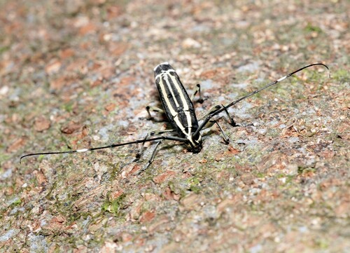 Colobothea lunulata · iNaturalist