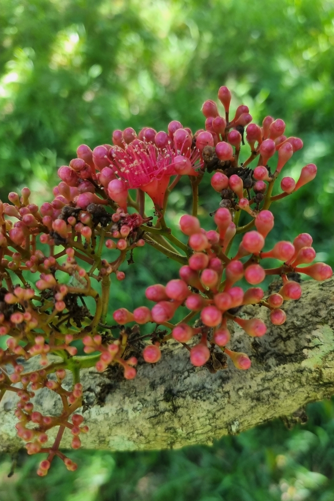 Coolamon Tree (Syzygium moorei) - Botanical Realm