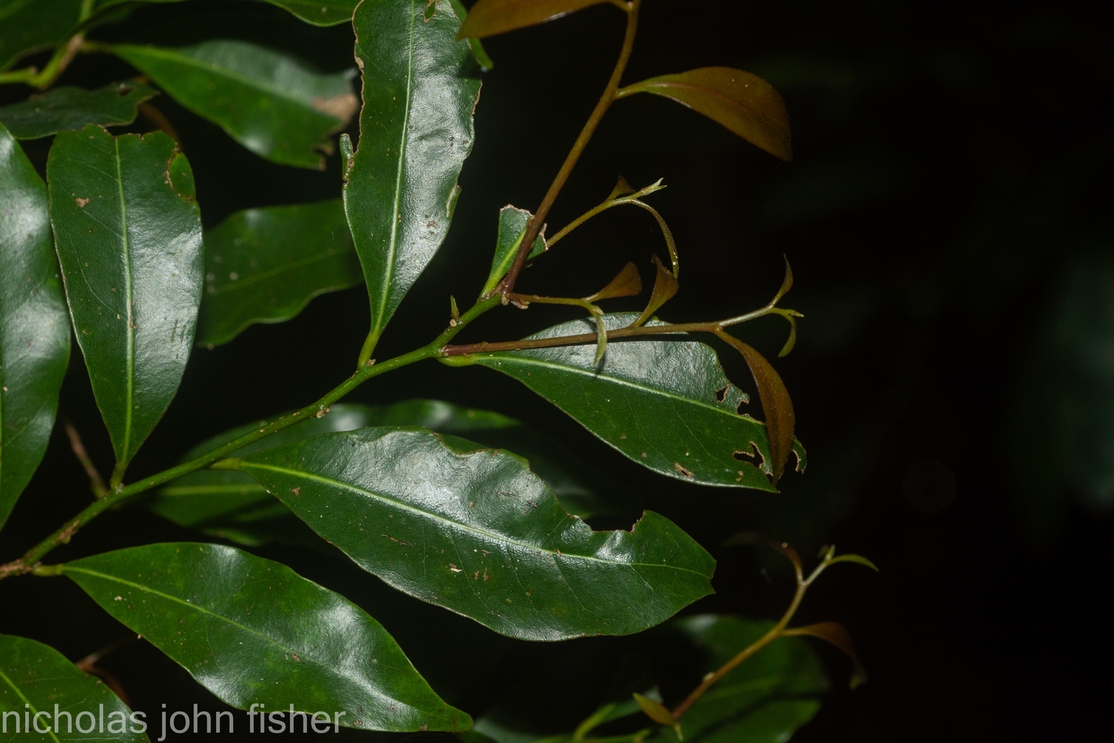Cryptocarya bidwillii Meisn.