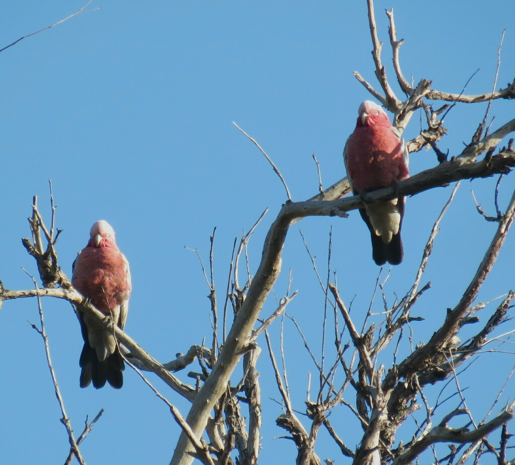 Galah from Perth WA, Australia on October 30, 2022 at 07:15 AM by Steve ...