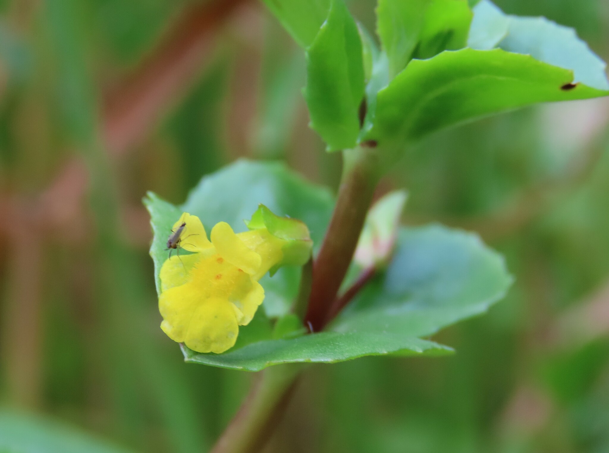 Erythranthe glabrata (Kunth) G.L.Nesom