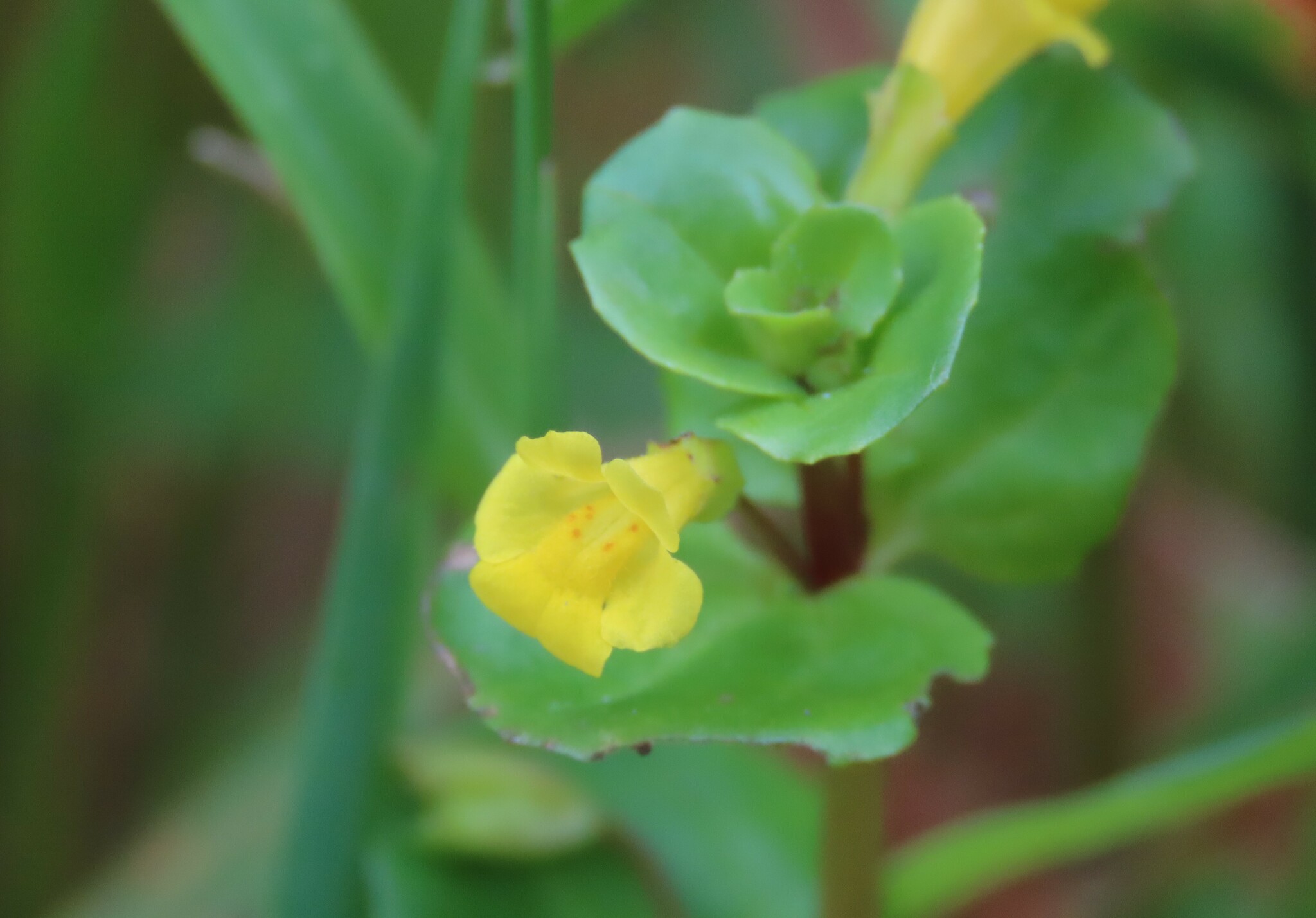 Erythranthe glabrata (Kunth) G.L.Nesom