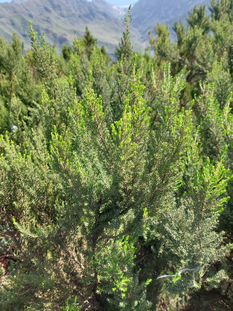 Erica canariensis (Madeira Pflanzen Ericales) · iNaturalist