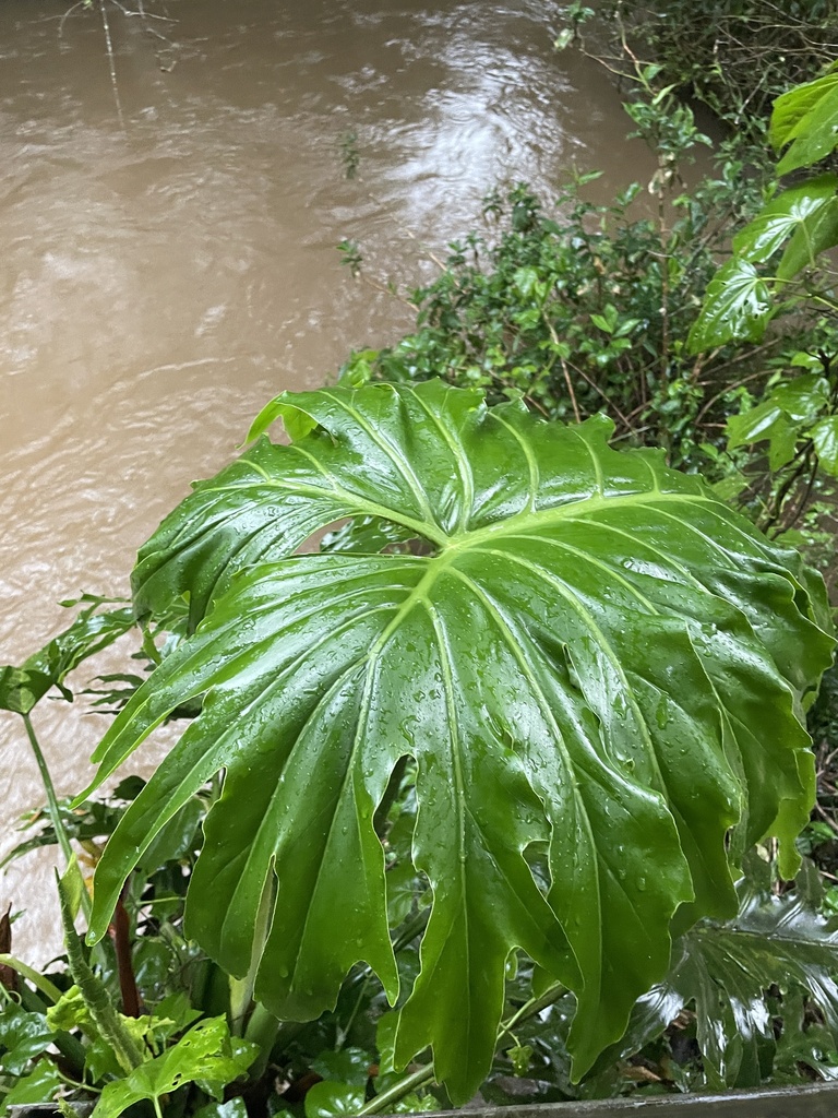 Tree Philodendron from Parque Nacional Iguazú, Iguazú, Misiones, AR on ...