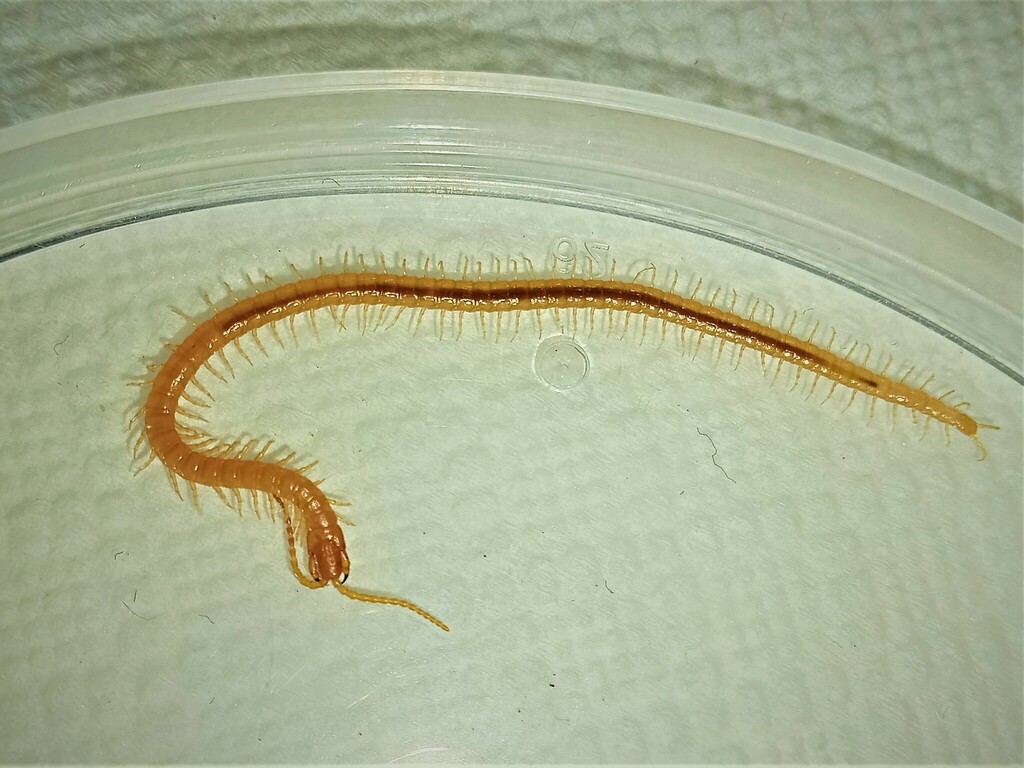 Earth Centipede from Λέχαιο 200 11, Ελλάδα on October 09, 2022 at 11:08 ...