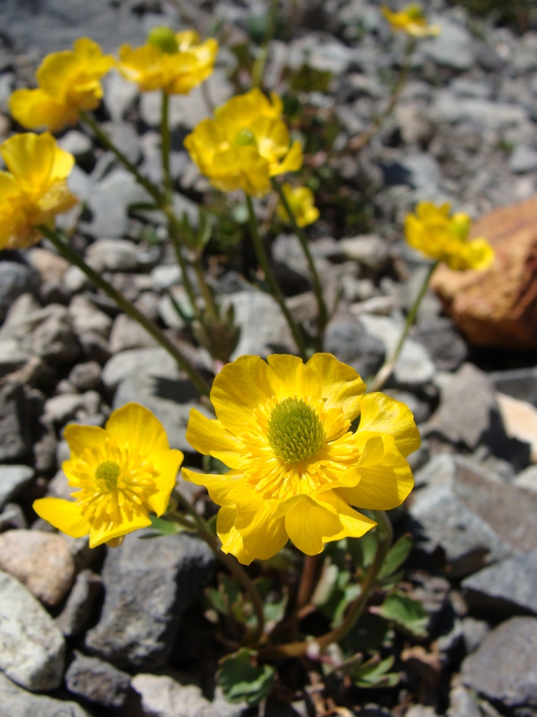 Eschscholtz's Buttercup (Native Forbs and Cactuses of Golden Gate ...