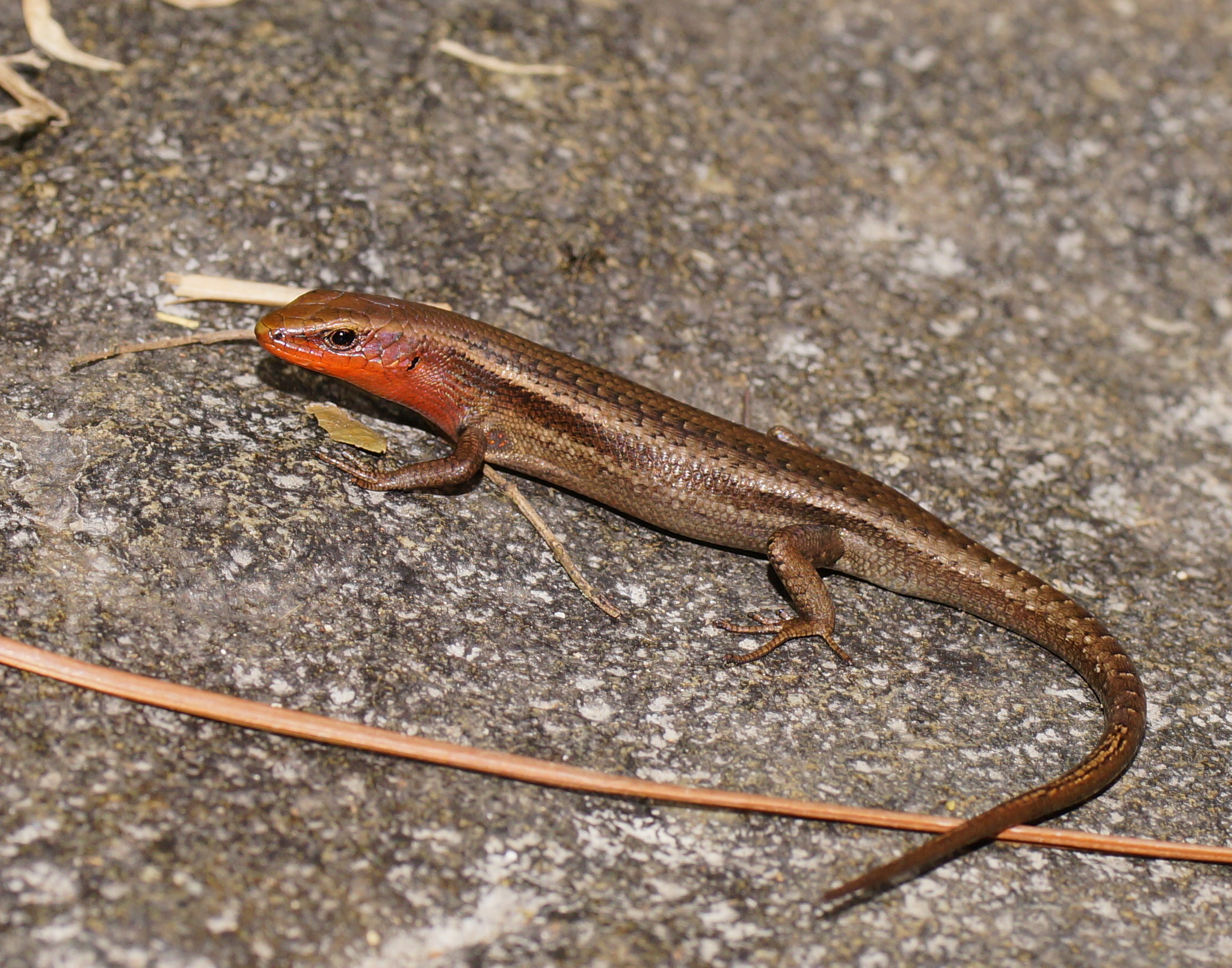 Redhead Skink Lizard