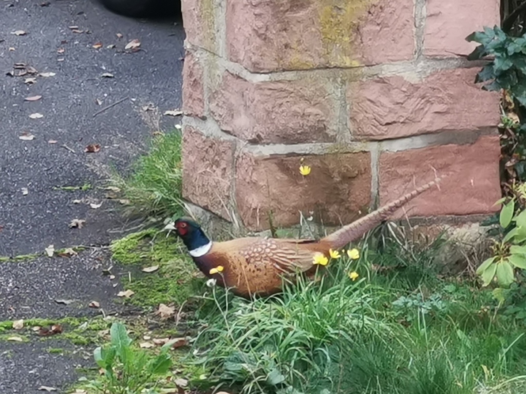 Ring-necked Pheasant from 63849 Leidersbach, Deutschland on October 29 ...