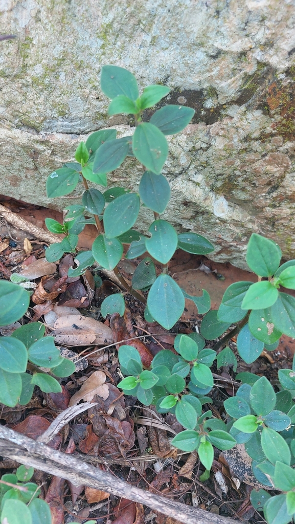 Slender Peperomia from Umjindi, South Africa on October 29, 2022 at 02: ...