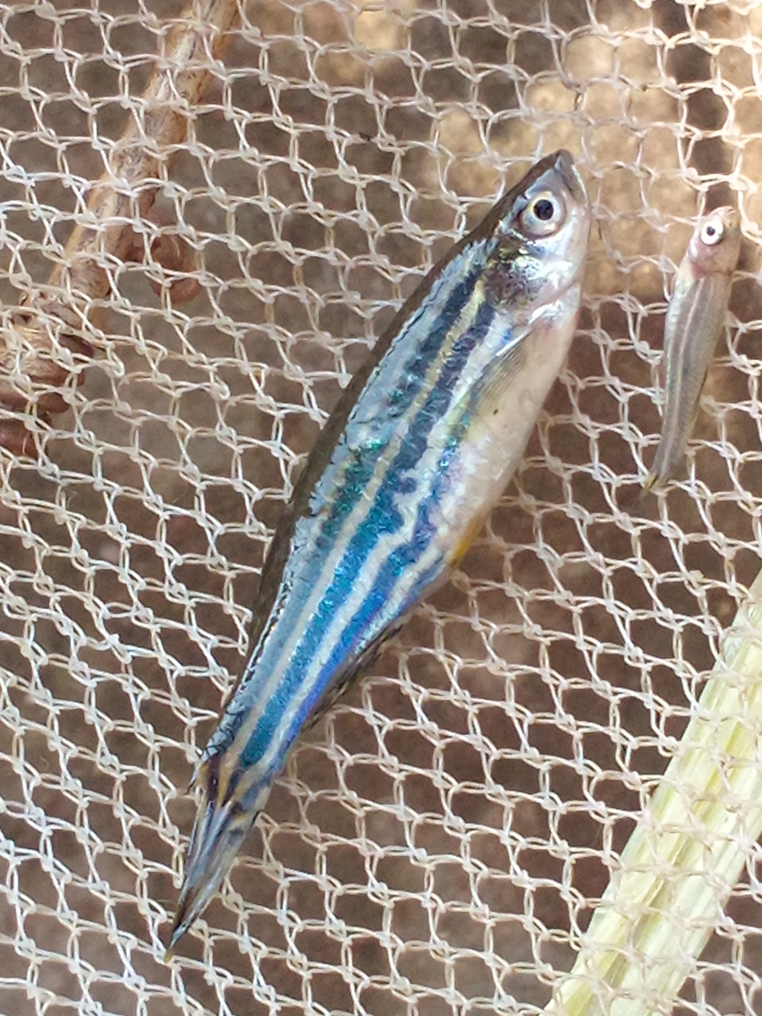 Danio rerio (Hamilton, 1822)