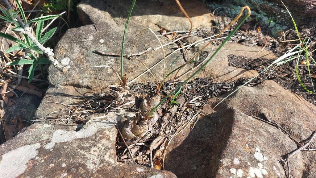 Drimia delagoensis from Umjindi, South Africa on October 30, 2022 at 09 ...