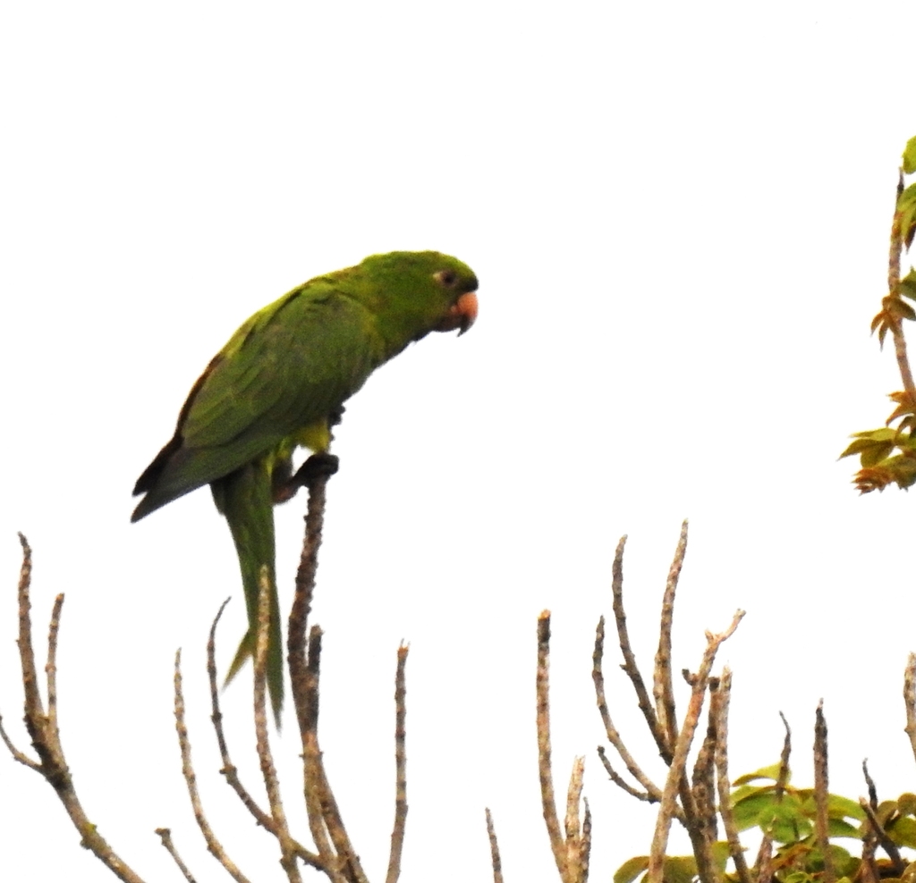 White-eyed Parakeet in October 2022 by Pedro Henrique Maloso Ramos ...