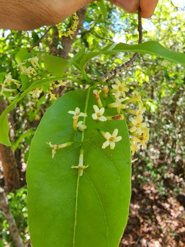 Yaya (Stenostomum lucidum)