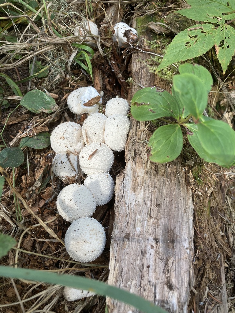 common puffball from Foothills County, AB, Canada on September 02, 2021 ...