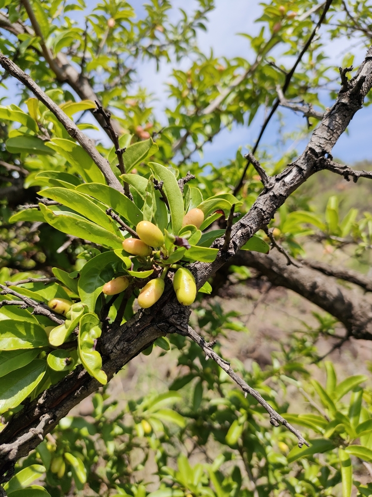 smooth sourplum from Umjindi, South Africa on October 30, 2022 at 10:06 ...