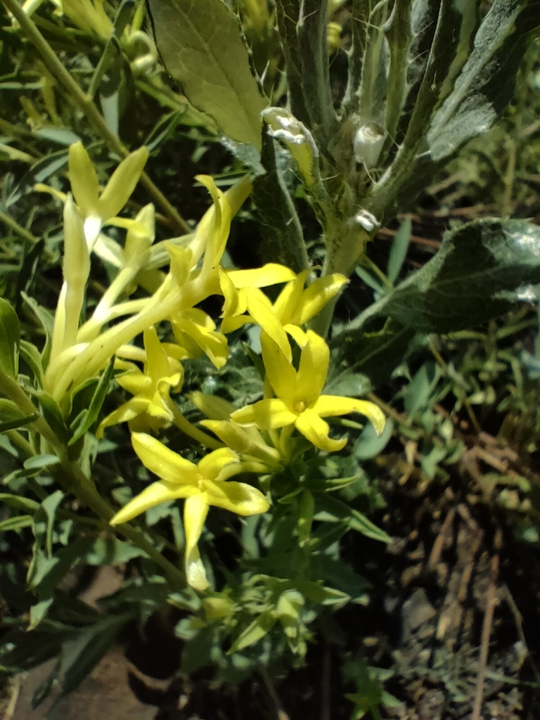 Poison Curryflower from Umjindi, South Africa on October 30, 2022 at 11 ...