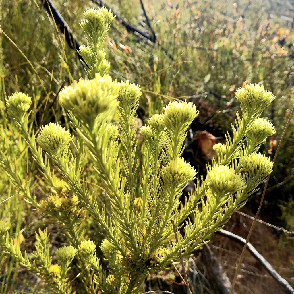 Crown Rootthug from Hessequa Local Municipality, South Africa on ...