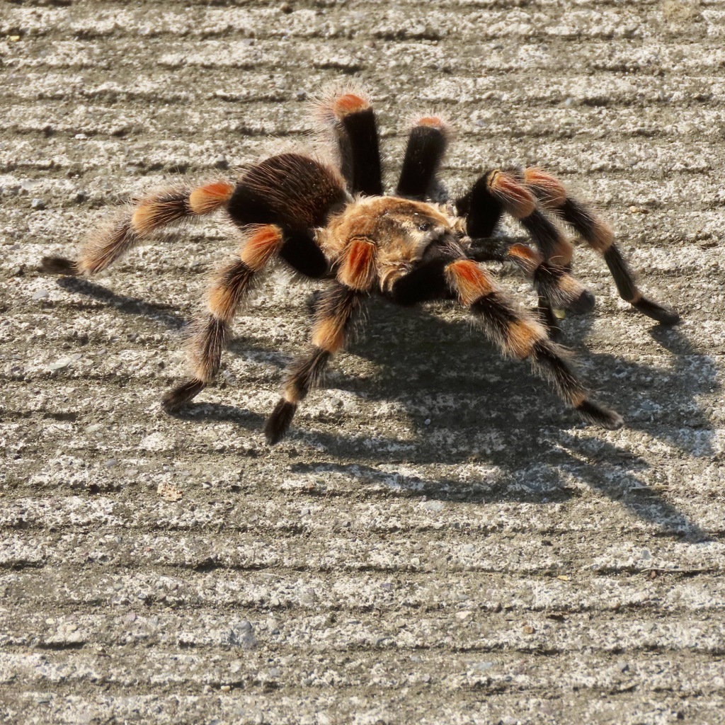 Mexican Redknee Tarantula in October 2022 by zihuadean · iNaturalist
