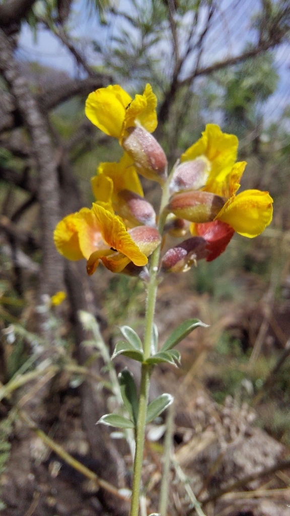 Pearsonia sessilifolia marginata from Umjindi, South Africa on October ...