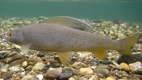 Grayling (Fish of Serbia - guide) · iNaturalist