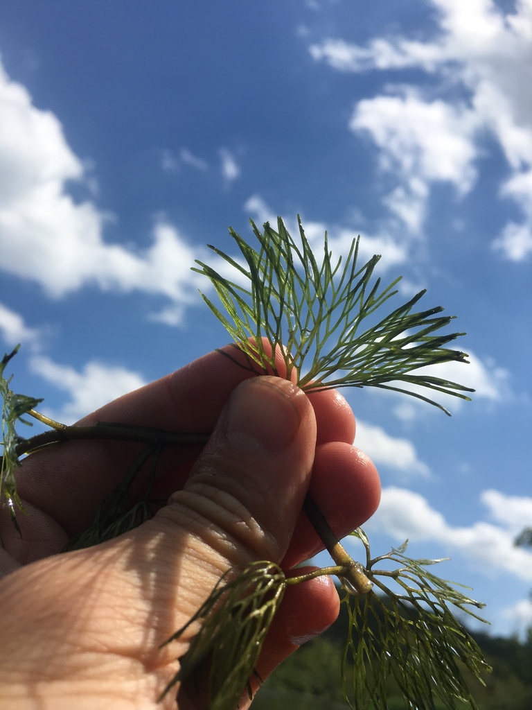 Carolina Fanwort from 44021, Burton, OH, US on August 29, 2018 at 02:23 ...