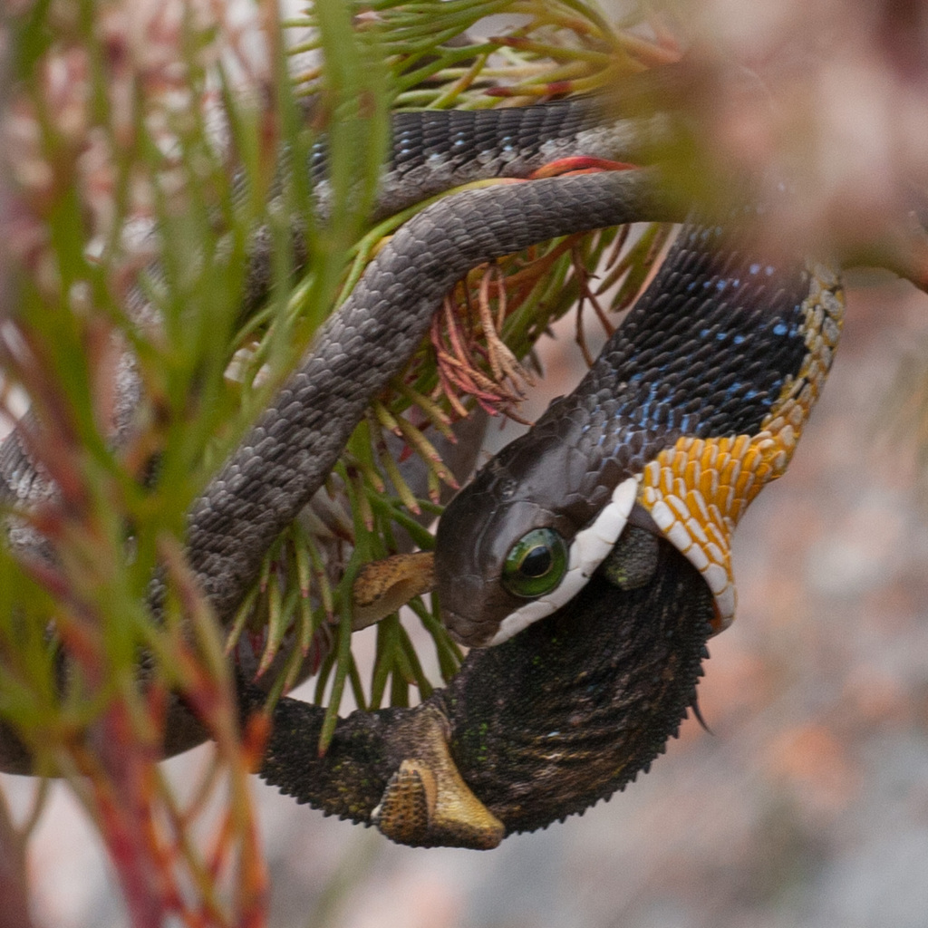 Common Boomslang from Betty's Bay, 7141, South Africa on October 29 ...