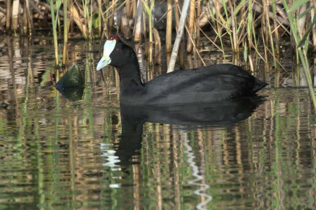 Red-knobbed Coot from Wildwood Island, Zandvlei Nature Reserve, Cape ...
