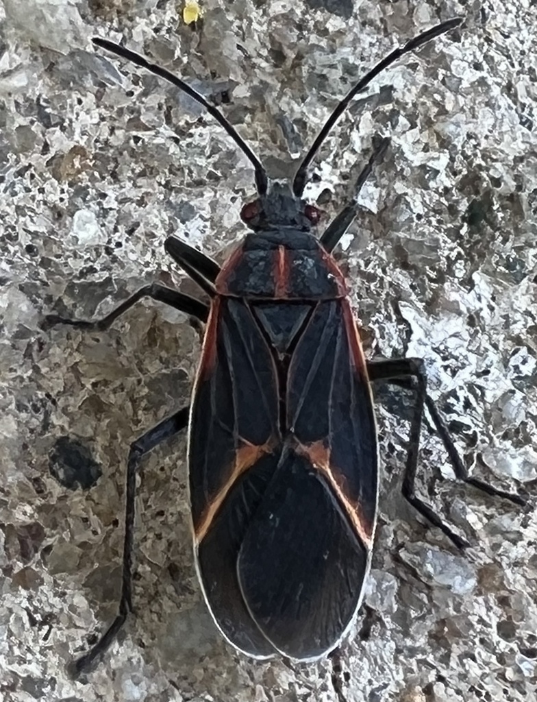 Eastern Boxelder Bug from S Farview Ave, Hatfield, PA, US on October 30 ...