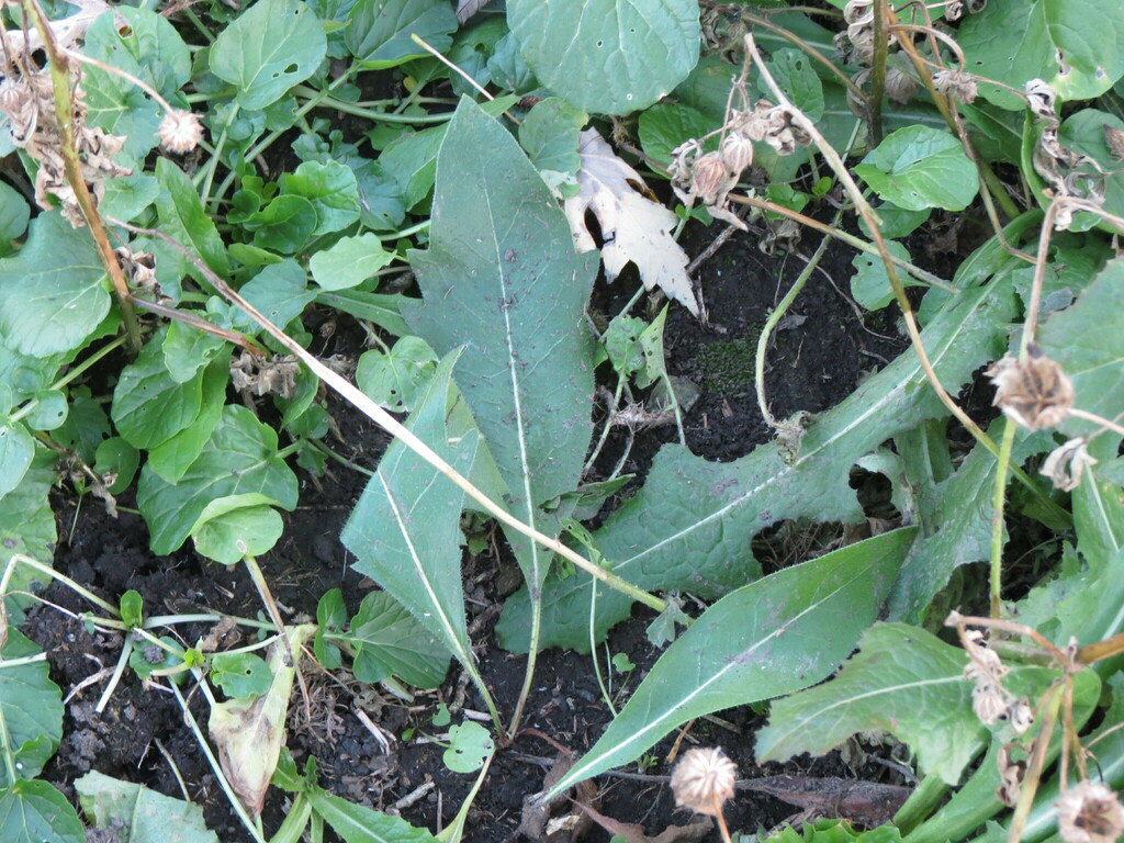 compass plant from Winnebago County, IL, USA on October 29, 2022 at 04: ...