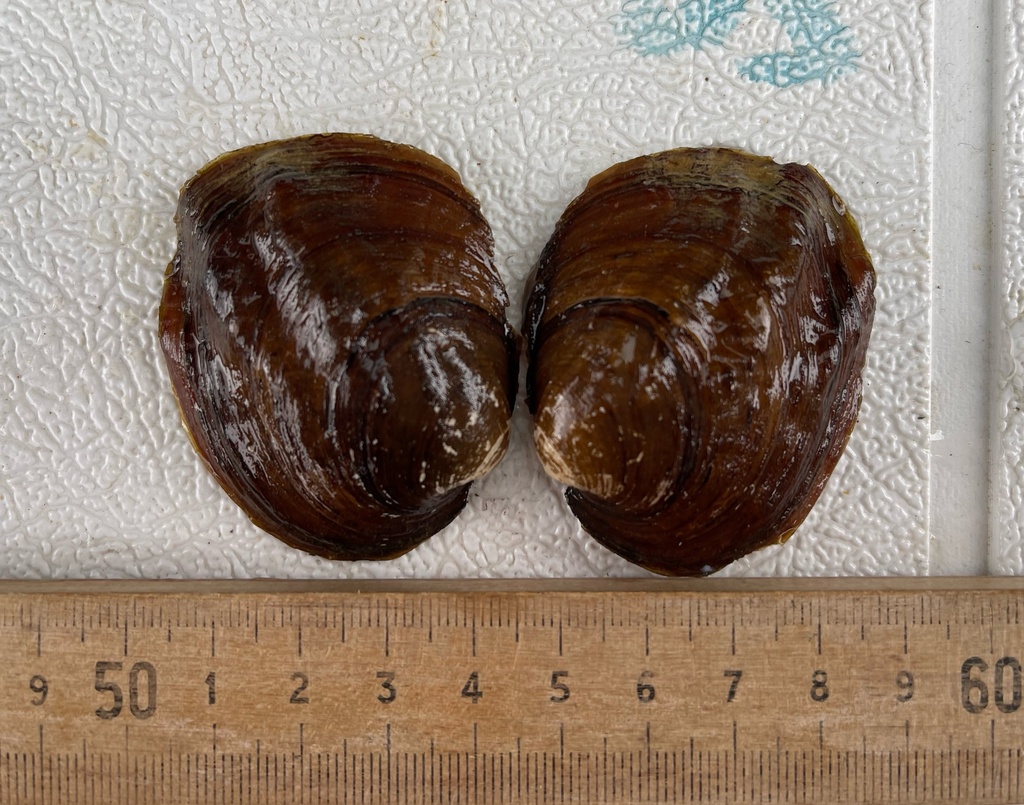 Three-ridge Mussel from Mark Twain National Forest, Shell Knob, MO, US ...