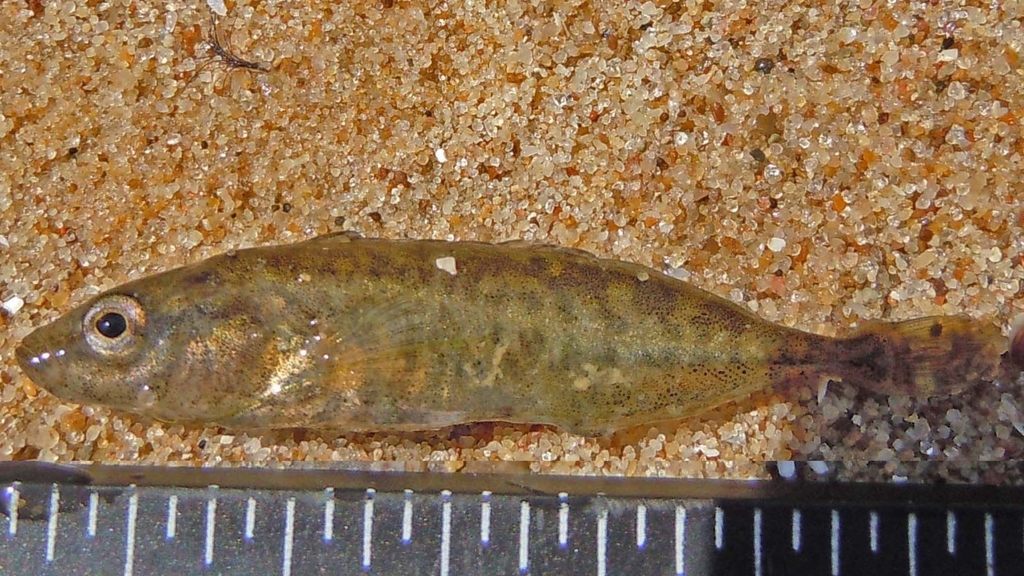 Ukrainian stickleback (Fish of Serbia - guide) · iNaturalist