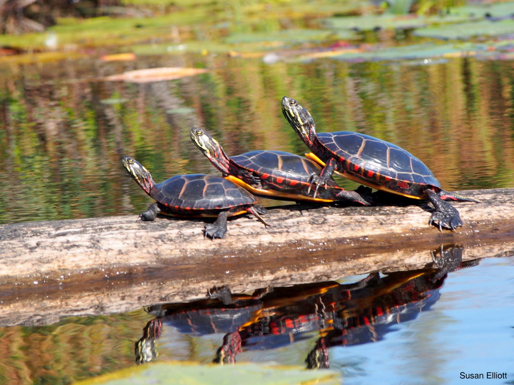 Eastern Painted Turtle from Nulhegan Pond, Brighton, Vermont on ...