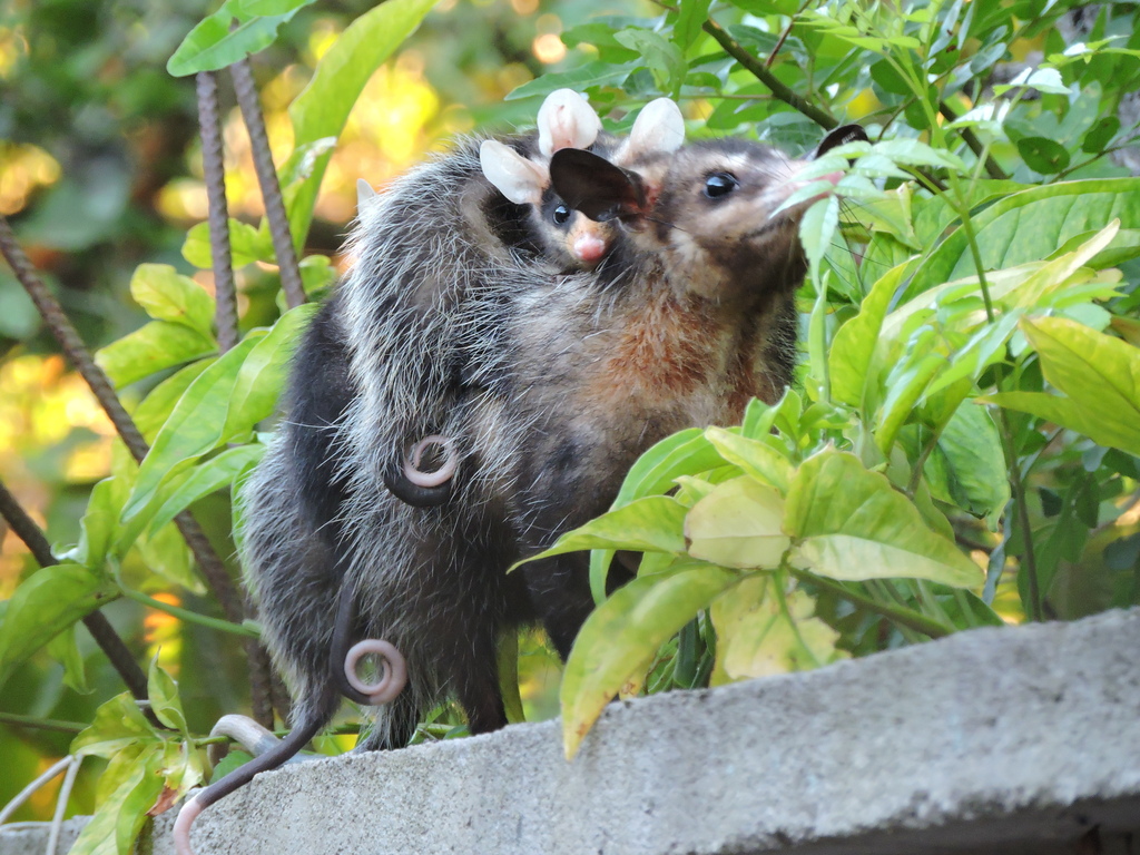 Big-eared Opossum from Campeche, Florianópolis - SC, Brasil on October ...