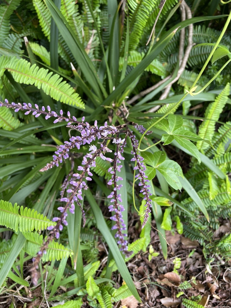 Slender Palm Lily from Ocean Pde, Coffs Harbour, NSW, AU on October 31, 2022 at 07:44 AM by ...
