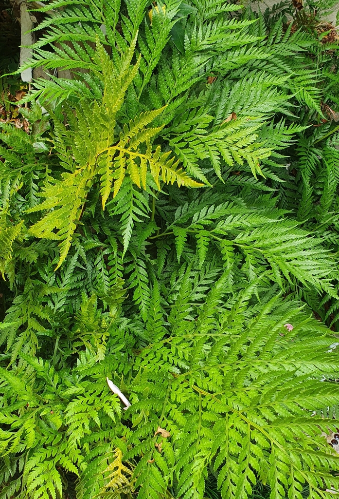 ferns from Kleinmond, 7195, South Africa on October 30, 2022 at 03:20 ...