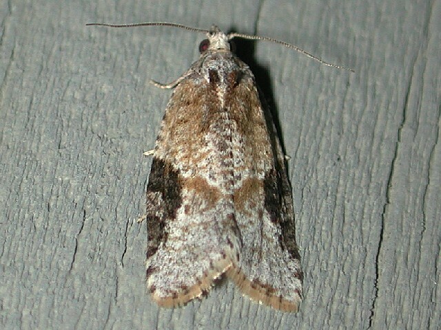 Gray-banded Leafroller Moth from Hubbard Pines, Litchfield, CT, USA on ...