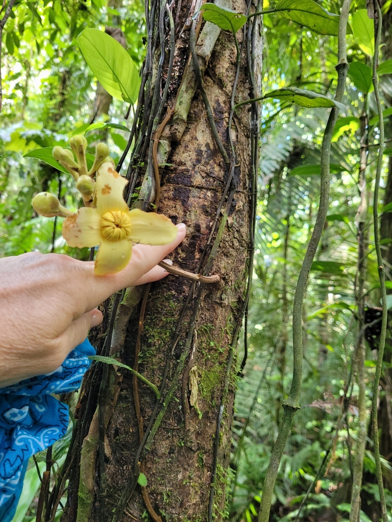 Grias from Cuyabeno, EC-SU, EC on October 22, 2022 at 12:16 PM by Carol ...