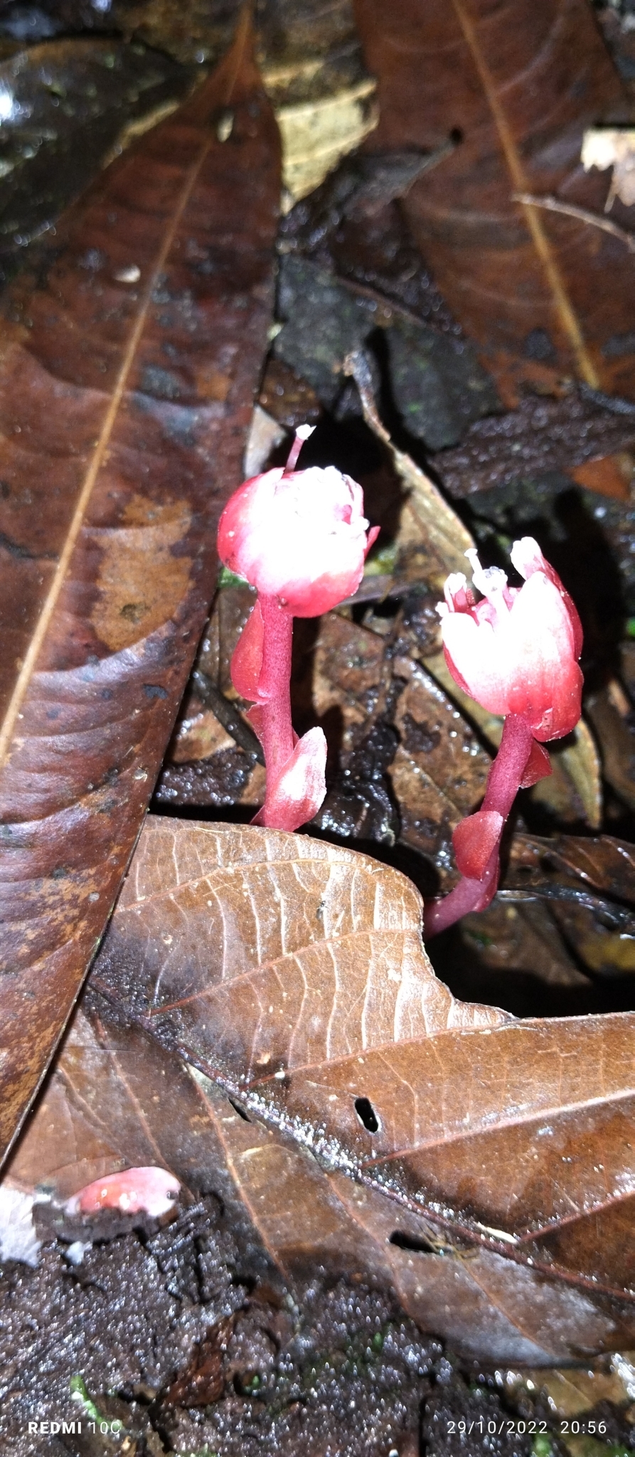 Monotropa coccinea Zucc.