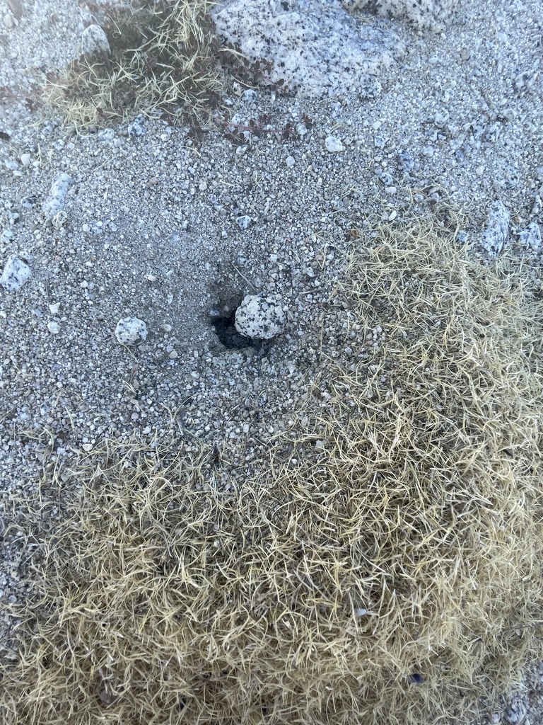 Veromessor pergandei from Anza-Borrego Desert State Park, Borrego ...