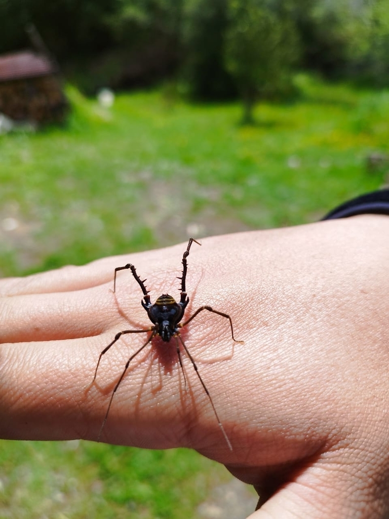 Sadocus asperatus from San Juan de la Costa, Los Lagos, Chile on ...