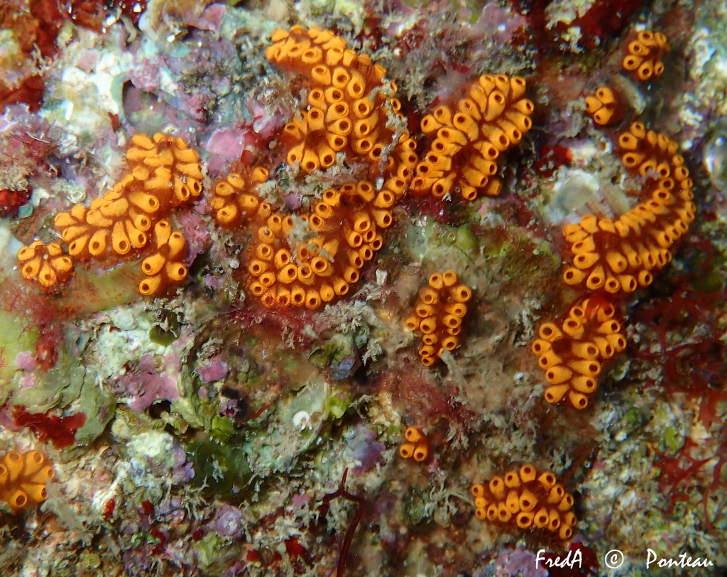 San Diego Sea Squirt from Bouches-du-Rhône, Provence-Alpes-Côte d'Azur ...