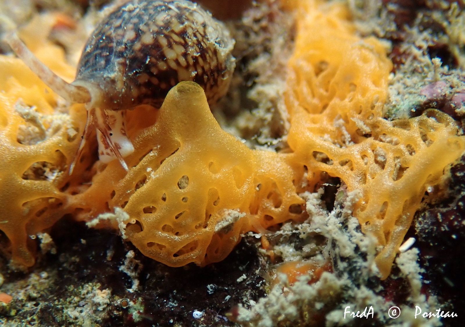 Clathrina rubra Sarà, 1958