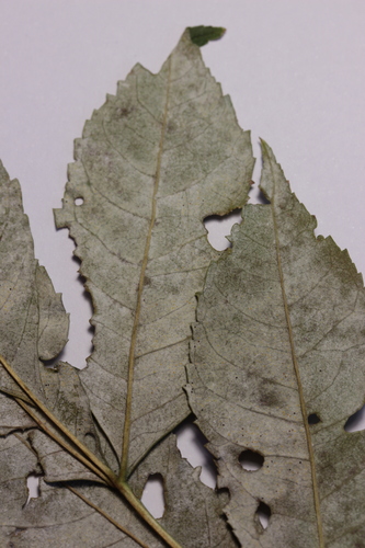 Phyllactinia fraxini · iNaturalist