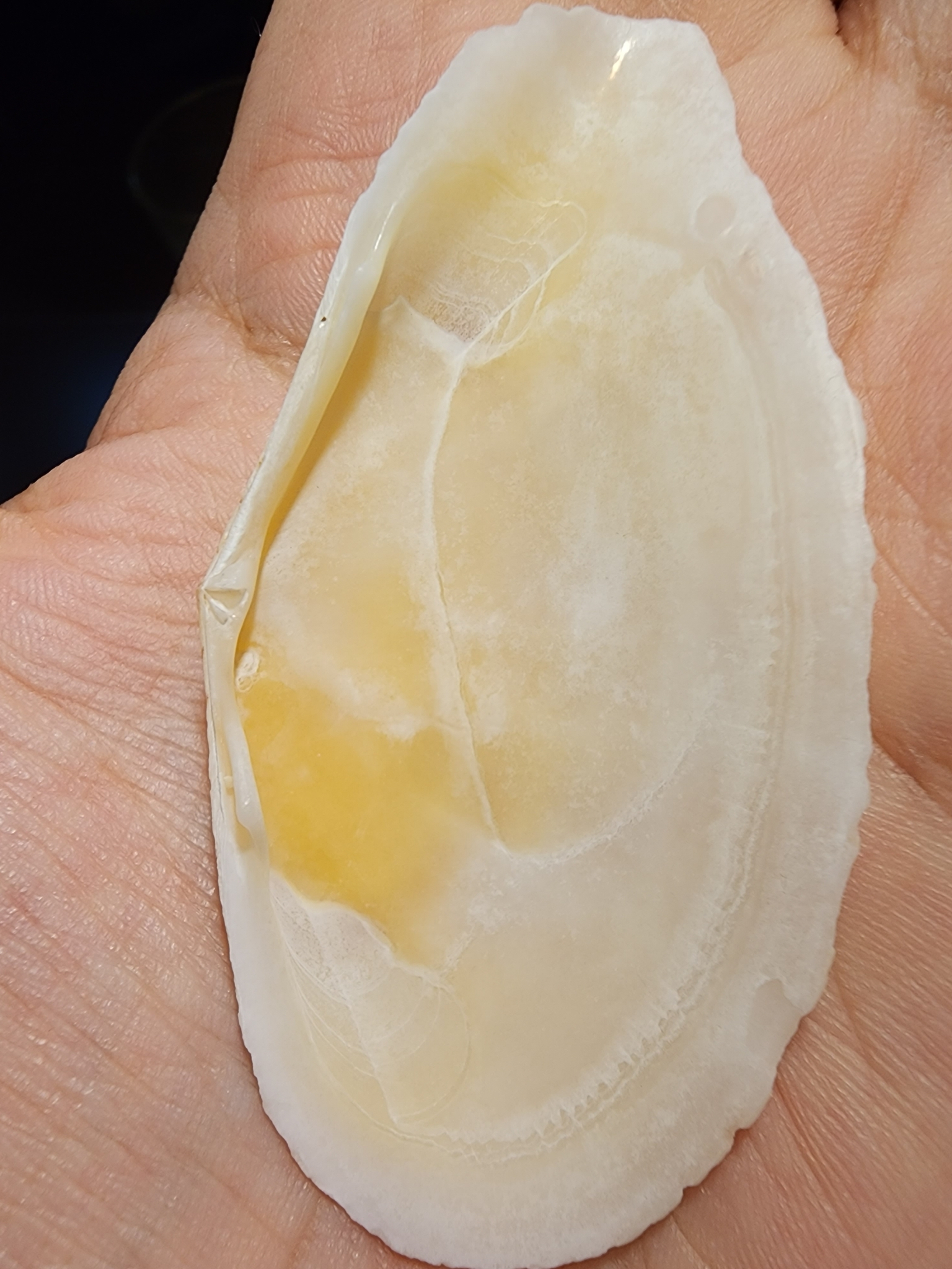 Tellinella listeri (Röding, 1798)