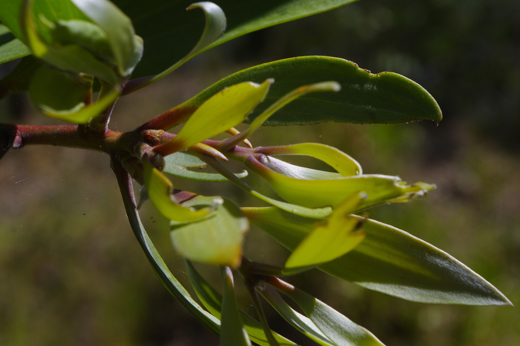 Broad Leaved Tea Tree (Melaleuca viridiflora) - Botanical Realm