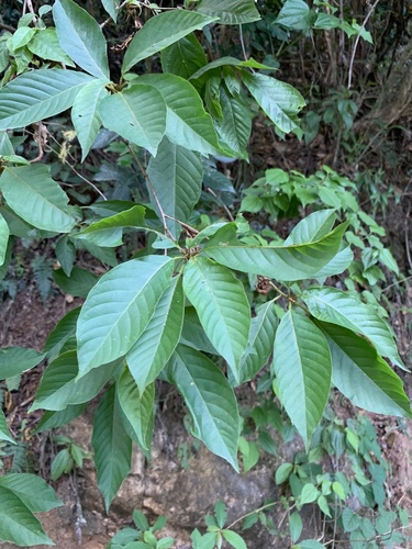 Terminalia acuminata · iNaturalist Mexico
