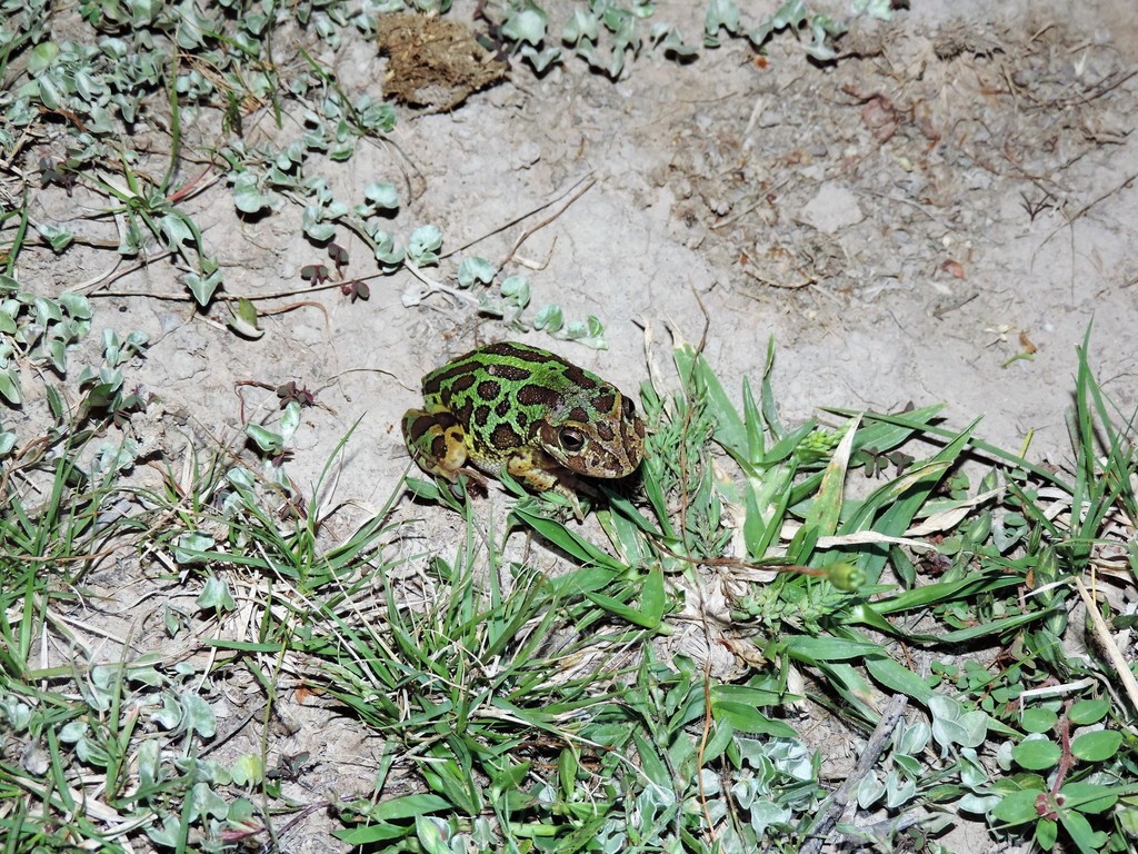 Upland Burrowing Tree Frog from El Llano, Ags., México on September 19 ...