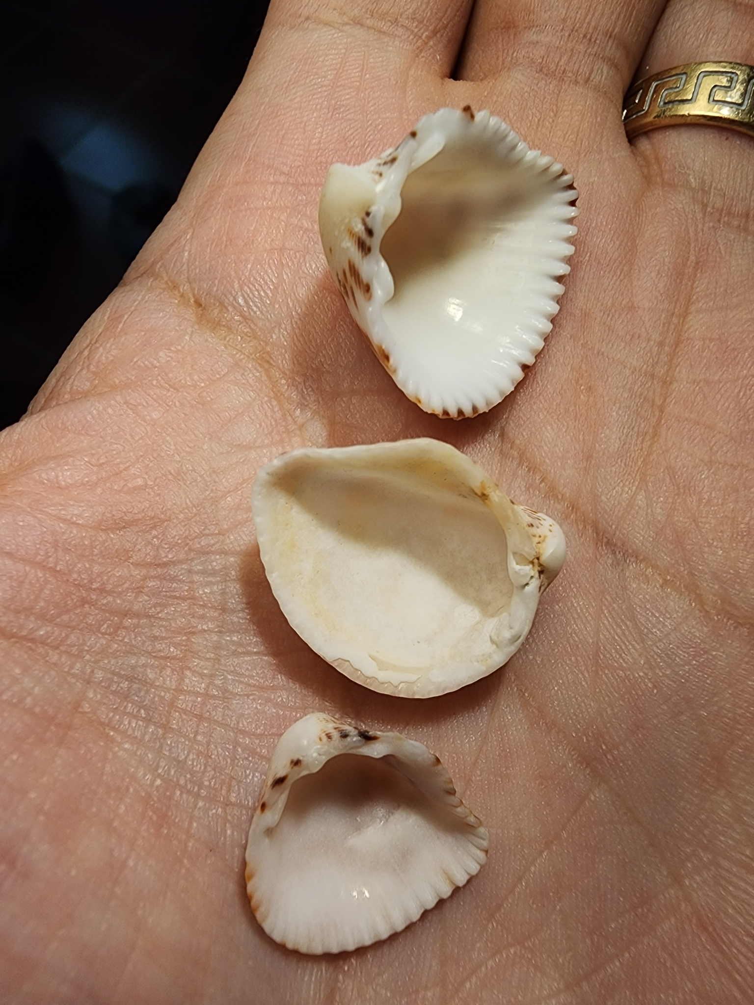 Americardia media (Linnaeus, 1758)