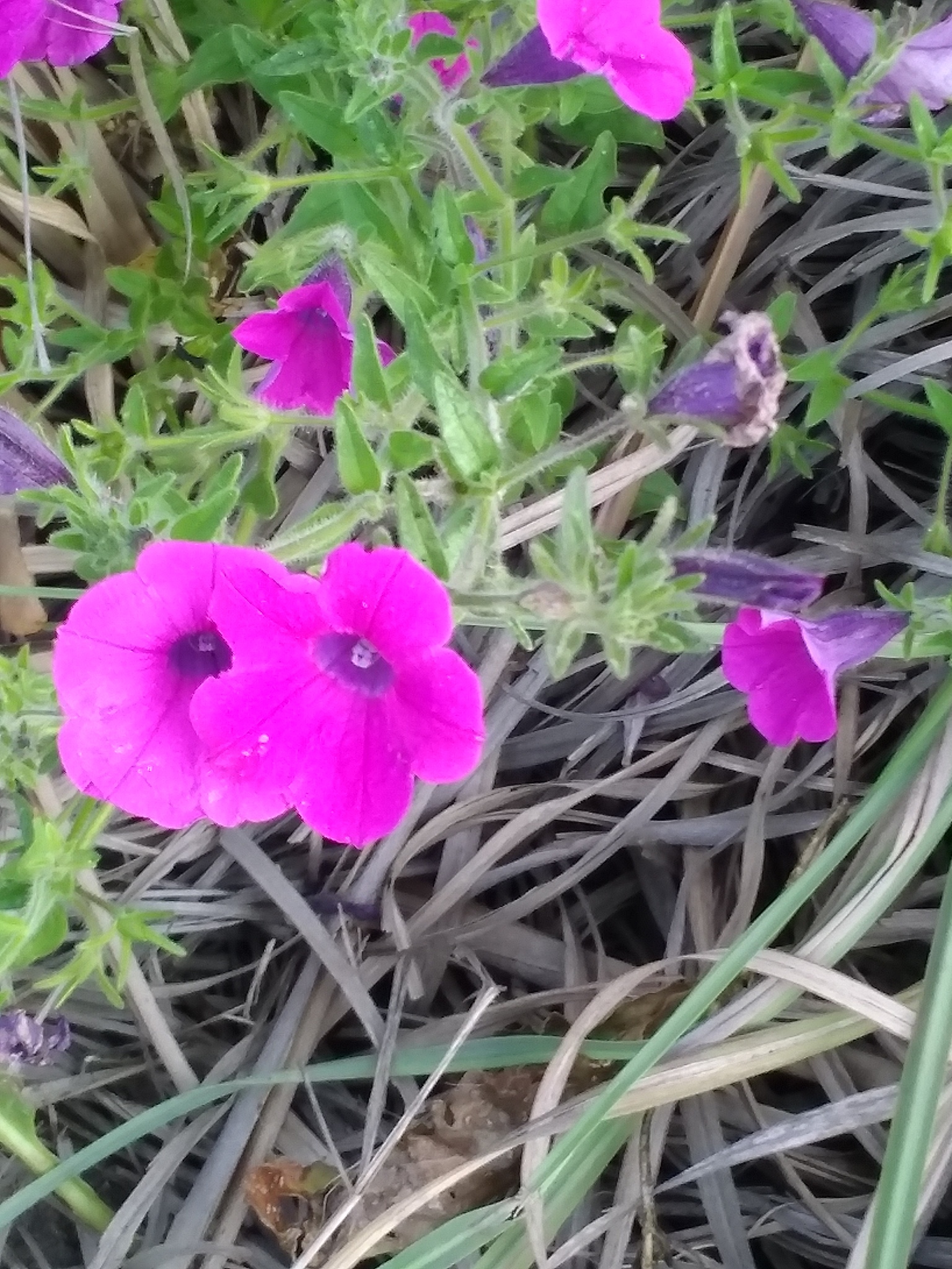 Petunia inflata R.E.Fr.